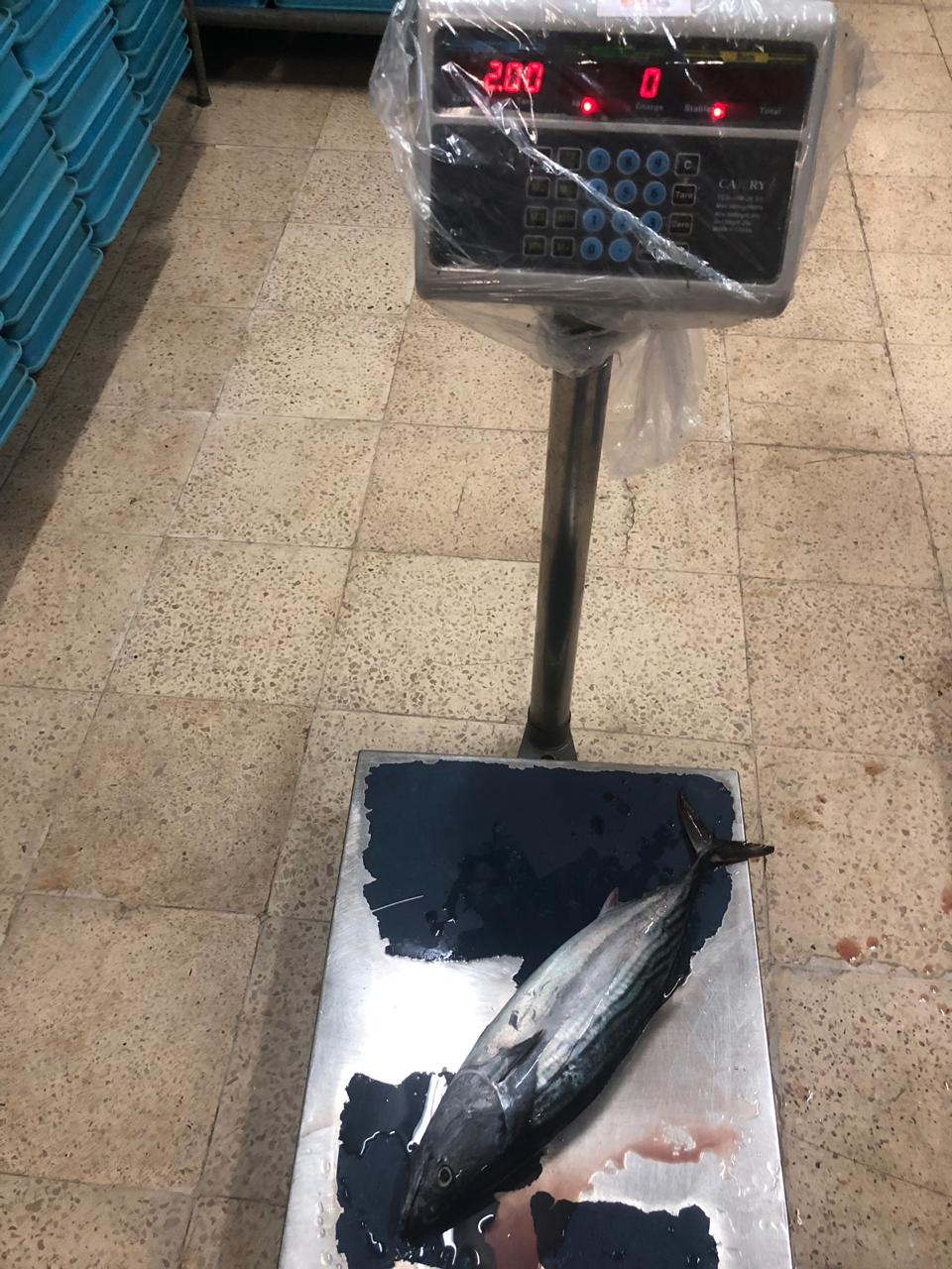 EASTERN PACIFIC BONITO (SARDA CHILIENSIS CHILIENSIS) / SARDA ORIENTALIS ...