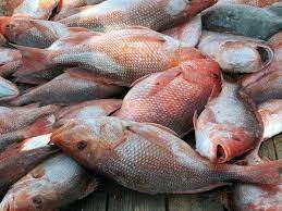 PARGO / RED SNAPPER ( LUTJANUSPERU) - BONI SEAFOOD INC.
