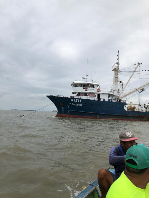 March 2020, Ecuador. Wild catch shrimp TITI SHRIMP (PROTRACHYPENE ...