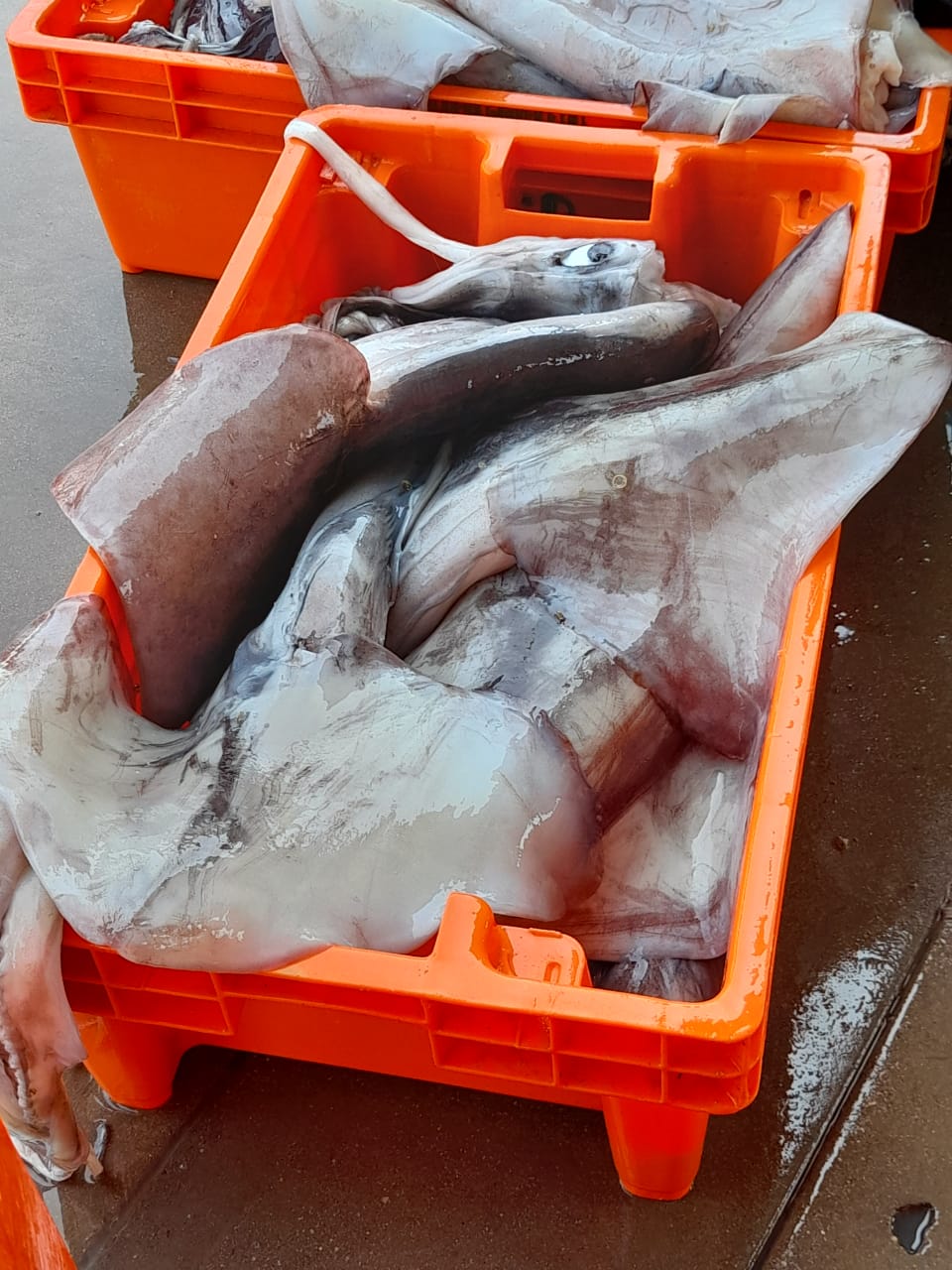 23, February 2021 , PERU NEWS. The season 2021 of GIANT SQUID ...