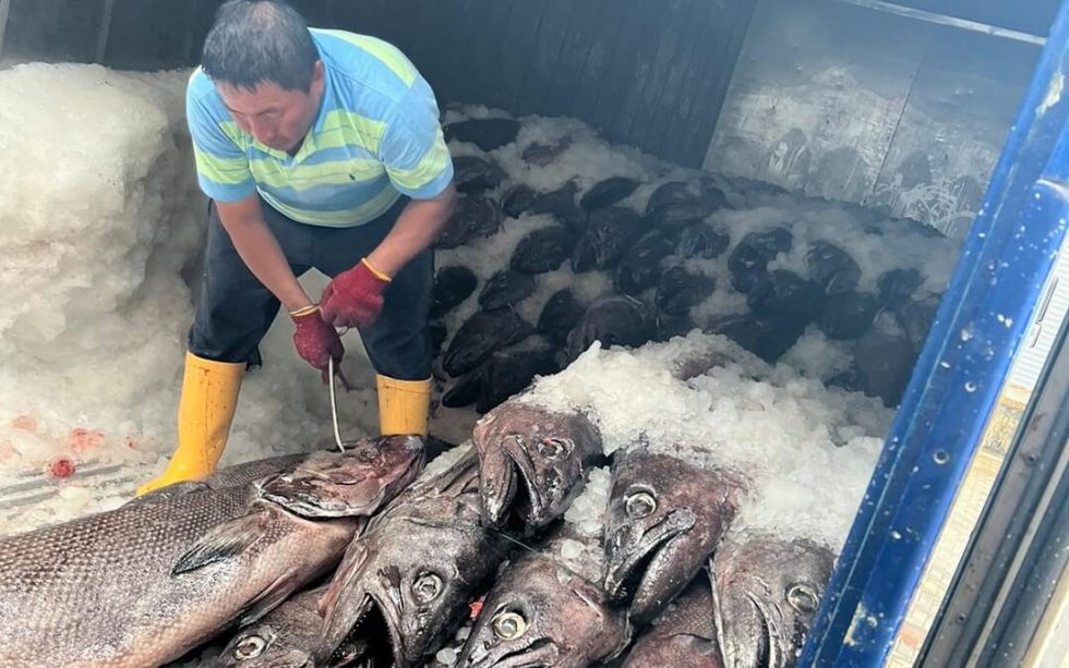 13 JULY 2022, Ecuador .Good news, OIL FISH/ RUVETTA (Ruvettus pretiosus ...