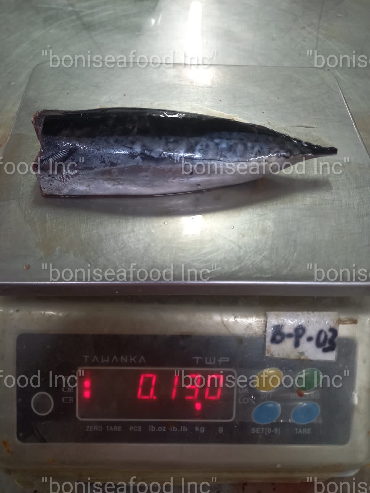 19 MARCH 2023, ECUADOR. Good news! BULLET TUNA (AUXIS THAZARD) Size ...